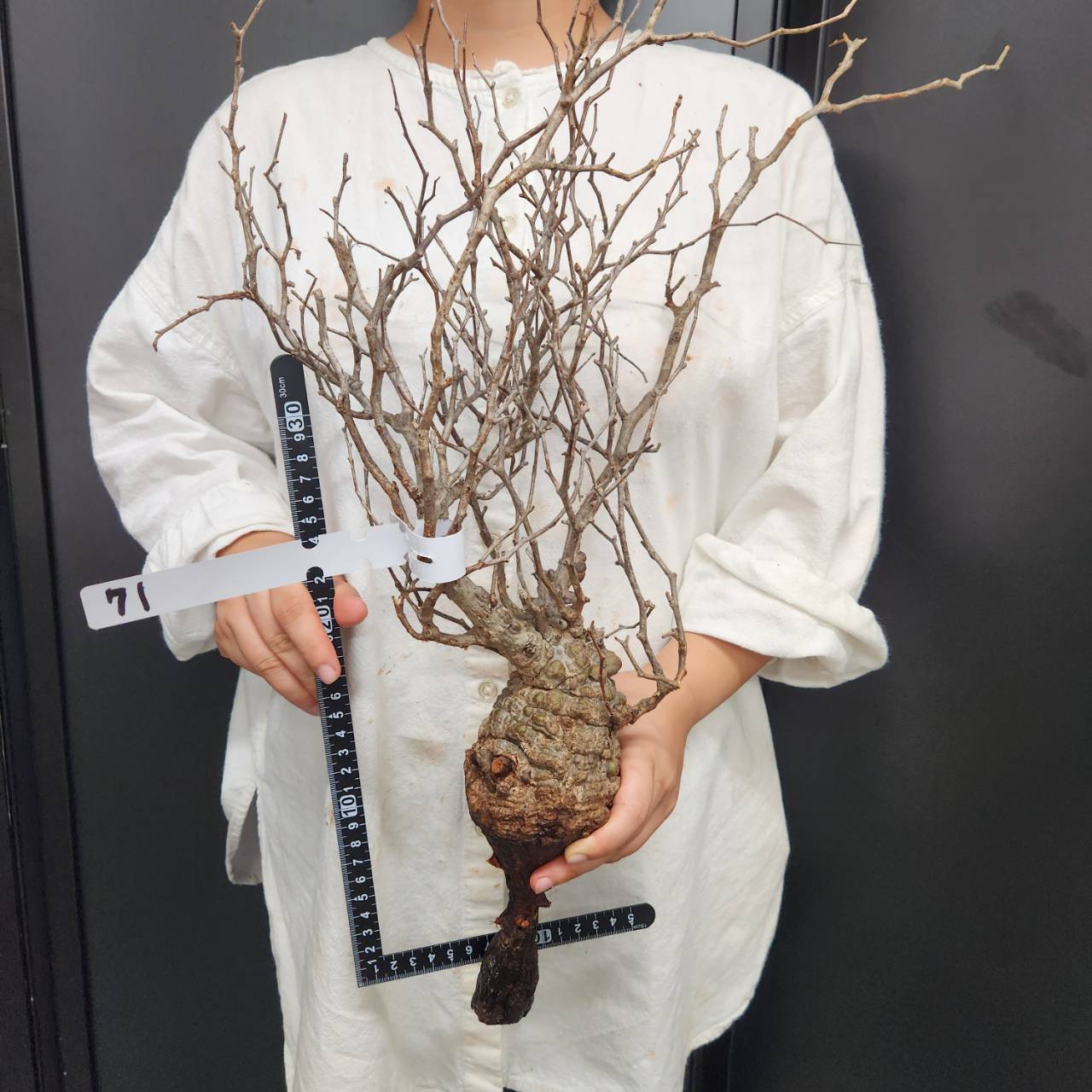 塊根植物専門『ハコネコオークション』開催中！！ – HakoNeko_Plants【ベアルートno.71】オペルクリカリア・パキプス ...