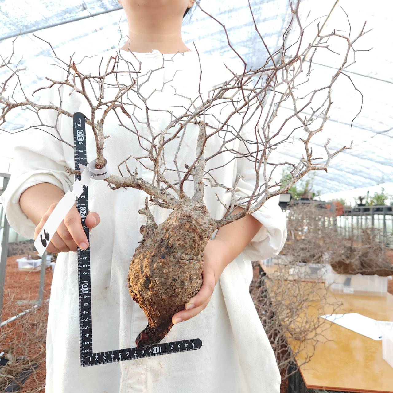 塊根植物専門『ハコネコオークション』開催中！！ – HakoNeko_Plants【ベアルートNo.66】オペルクリカリア・パキプス ...